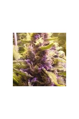 Hindu Kush - Sorteninformationen - Cannaconnection.com