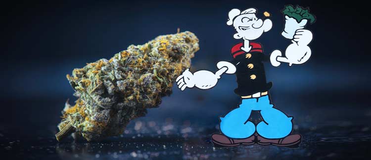 Popeye war ein Pothead - CannaConnection